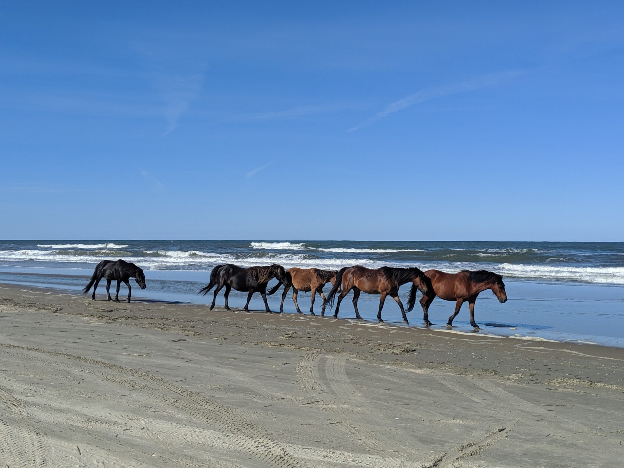 Wild Horse Tours in Corolla to see Wild Spanish Mustangs