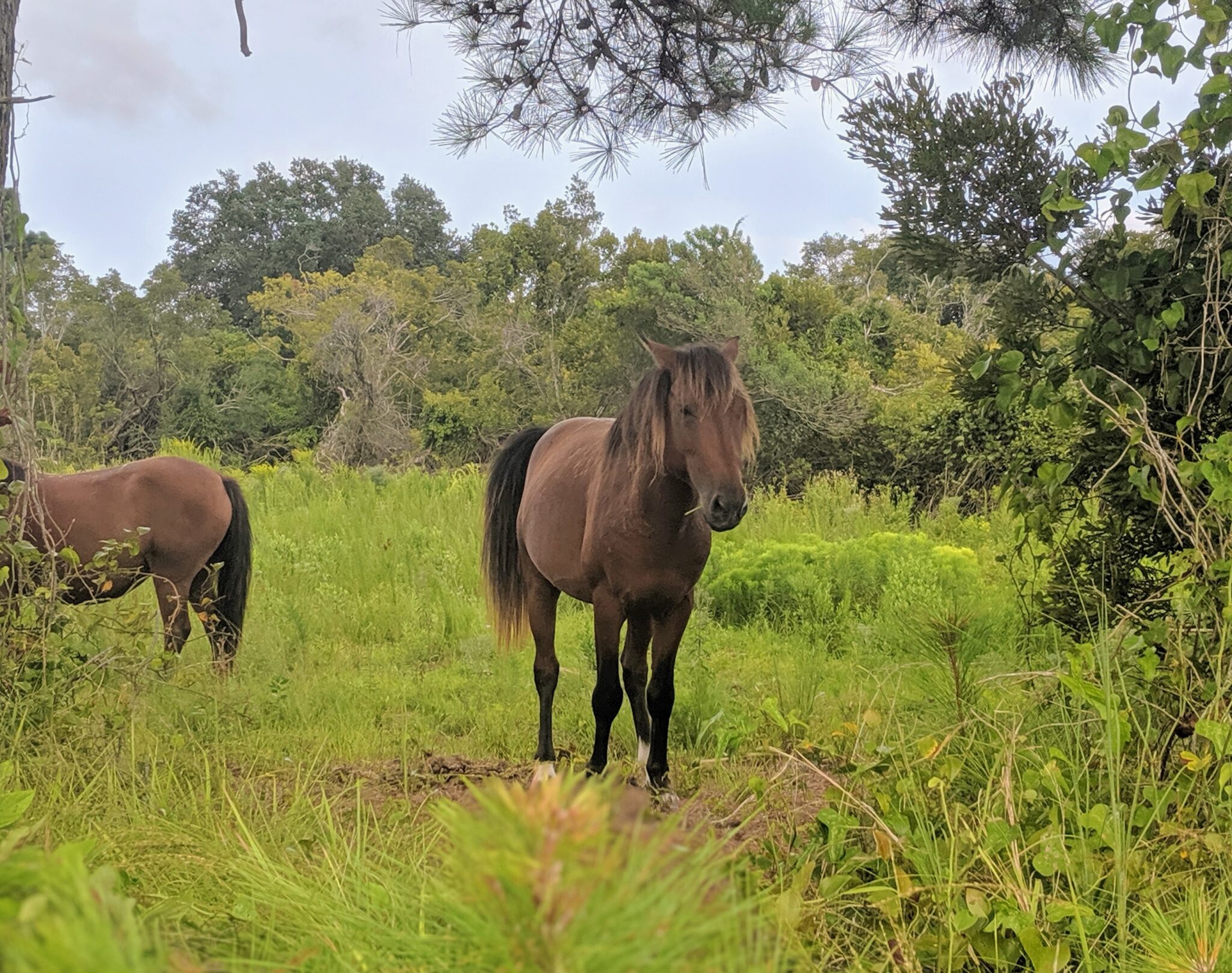 Wild Horse Tours in Corolla to see Wild Spanish Mustangs